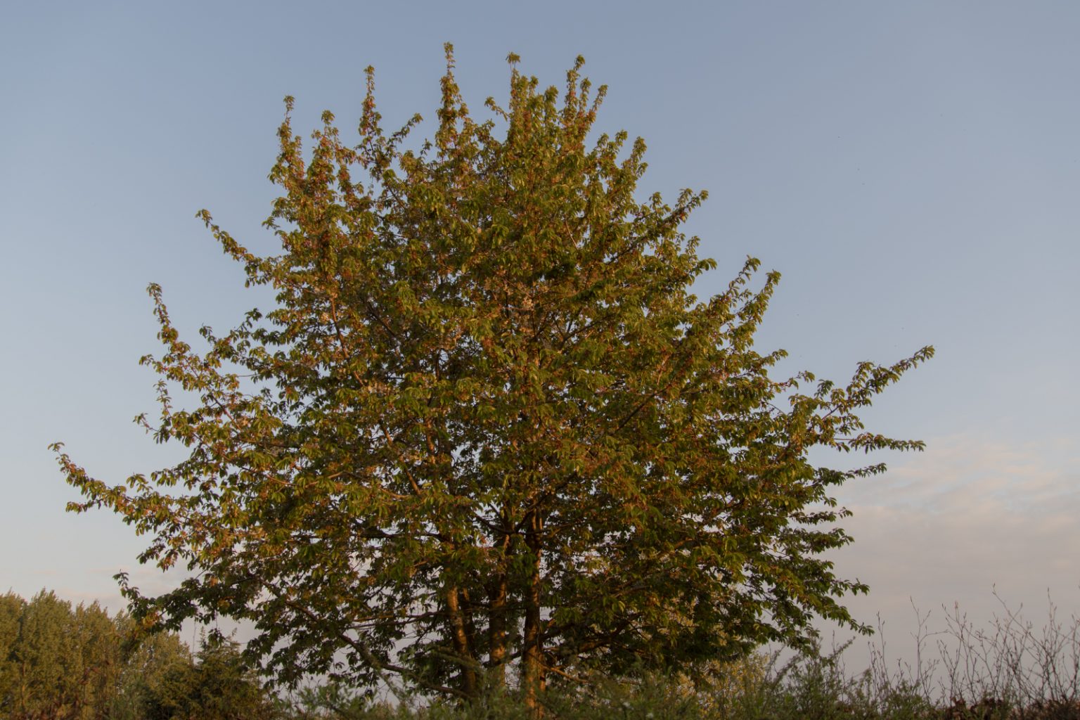 Avondzon - Ogentroost