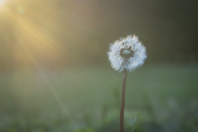 Avondzon - Ogentroost